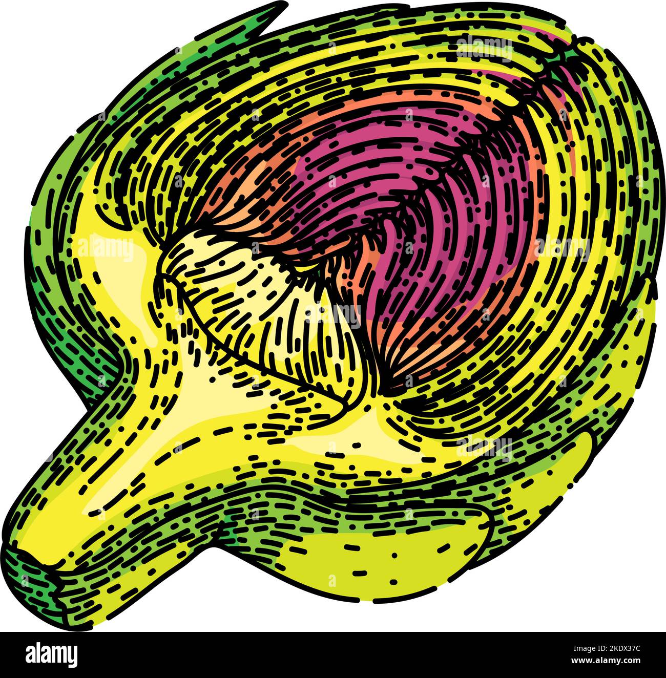 artichoke cut sketch hand drawn vector Stock Vector Image & Art - Alamy