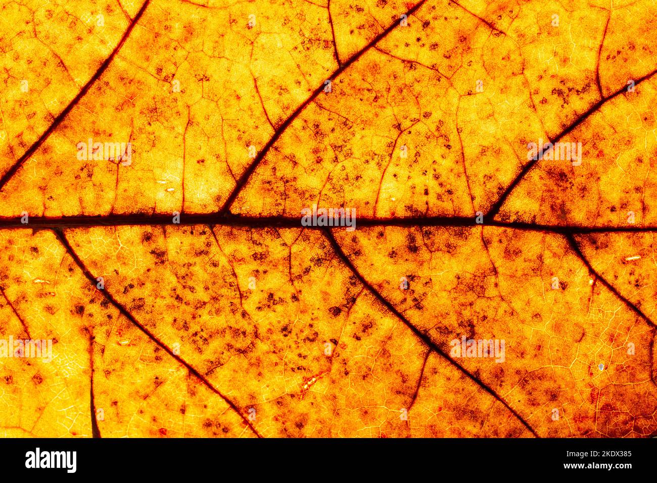 Dried brown leaf ,close up against the sun light, leaf bone and veins ...