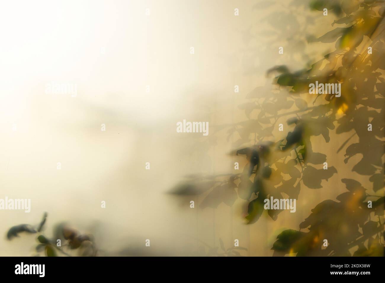 Tree branches and leaves seen thru smoky glass window, Soft focus close ...