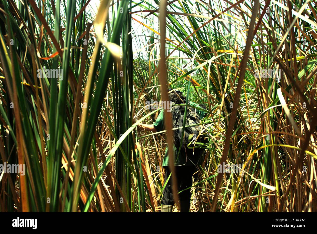 A Journalist Walking Through A Tall Grass Field During A Field Trip With Wwf Indonesia And