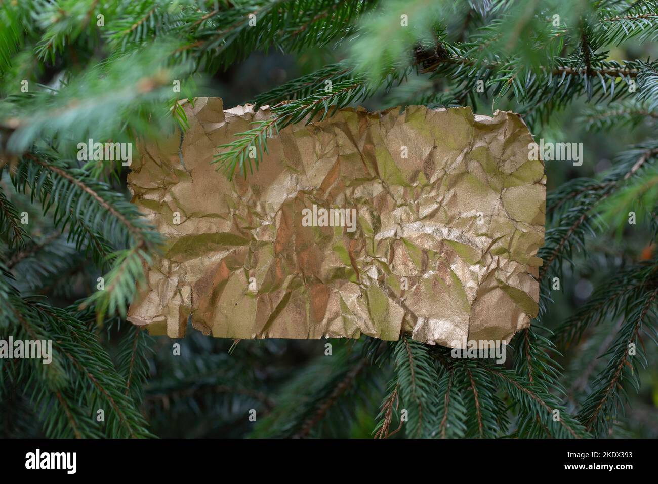 Fir tree paper card hi-res stock photography and images - Alamy
