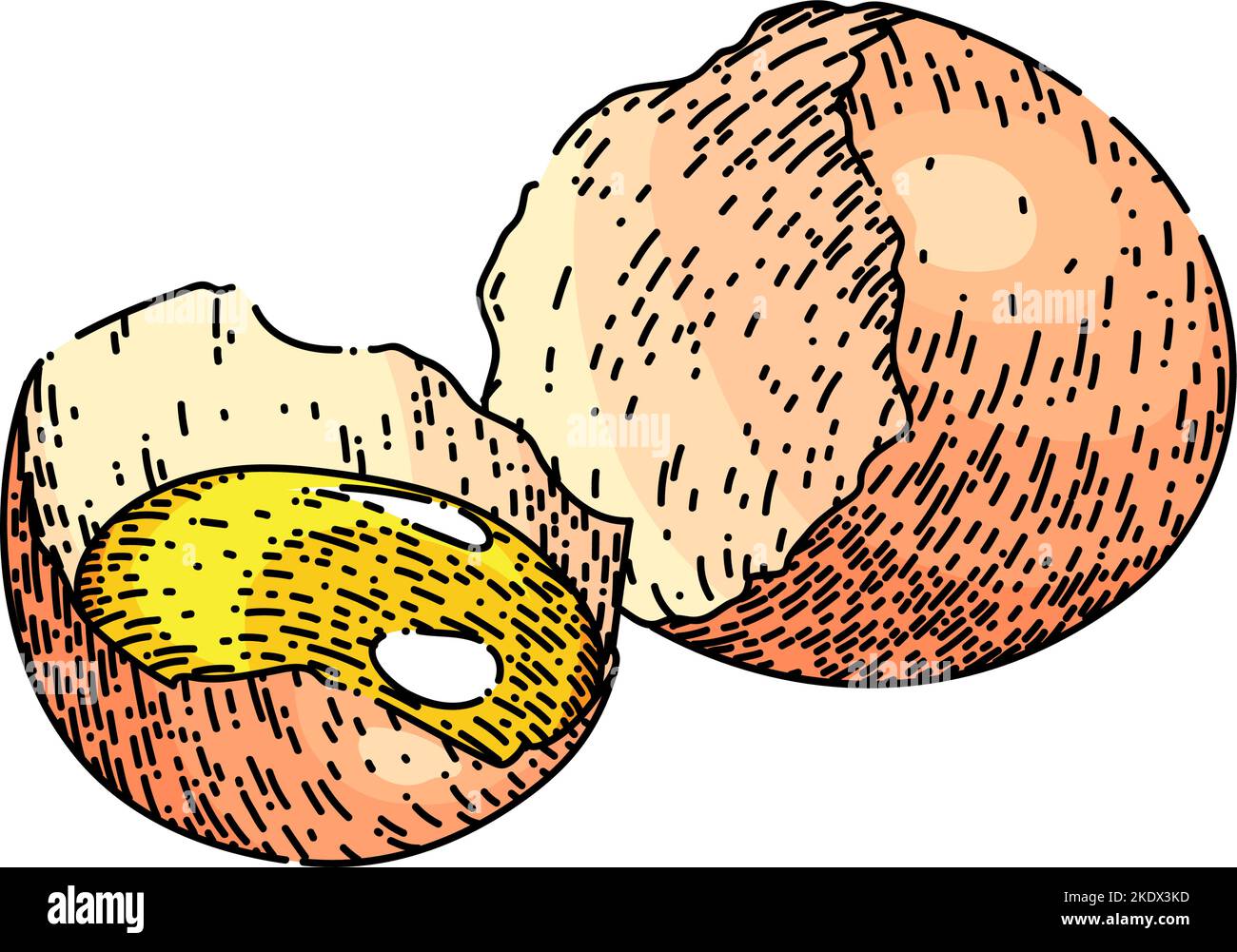 half broken egg sketch hand drawn vector Stock Vector Image & Art - Alamy
