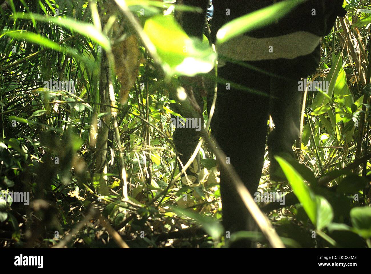 National park rangers walking through a lowland rainforest within Ujung ...