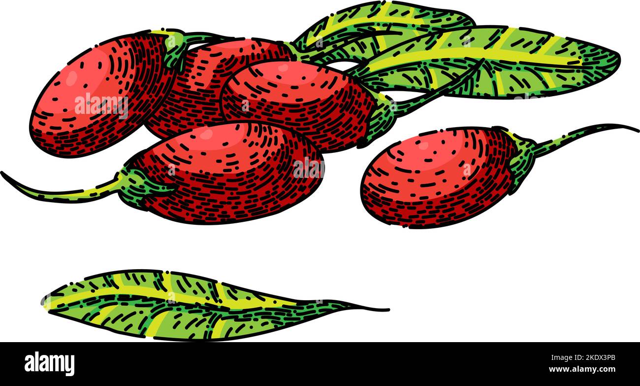 goji leaf sketch hand drawn vector Stock Vector Image & Art - Alamy