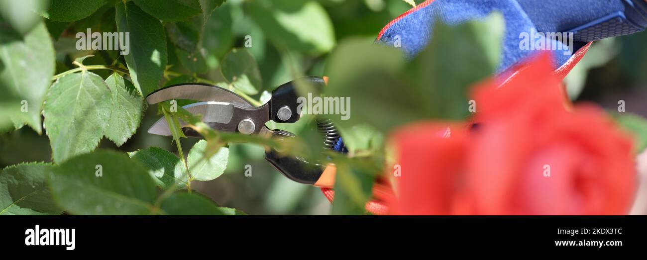 Rose cutting plant hand hi-res stock photography and images - Alamy