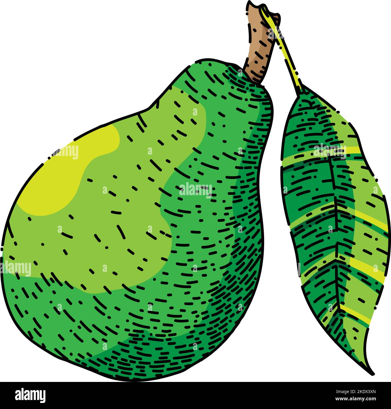 pear green sketch hand drawn vector Stock Vector Image & Art - Alamy