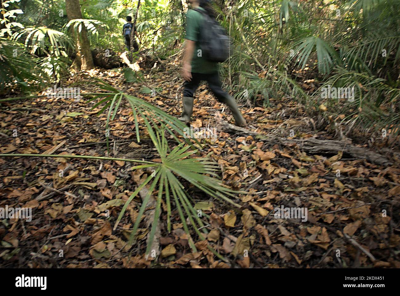 A national park ranger and a journalist walking on a lowland rainforest ...
