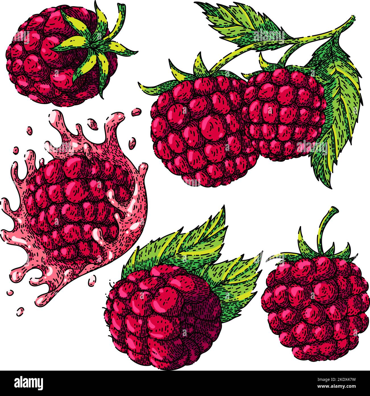 raspberry fruit set sketch hand drawn vector Stock Vector Image & Art ...
