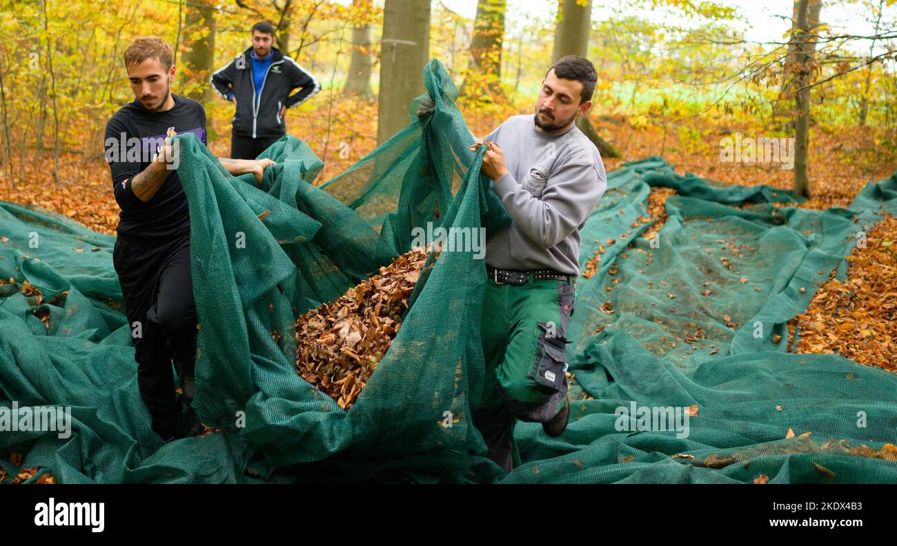Carry me seed hi-res stock photography and images - Alamy