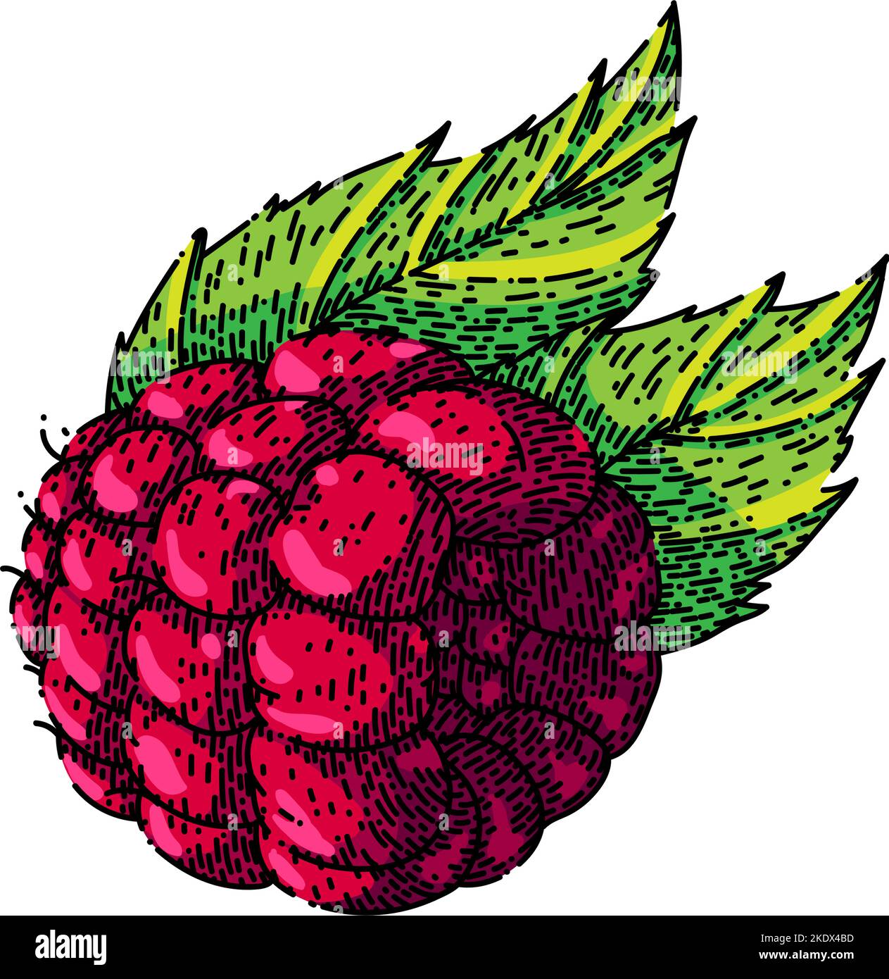 raspberry berry sketch hand drawn vector Stock Vector Image & Art - Alamy
