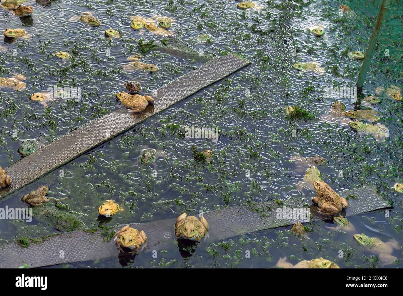 Frogs farm for agriculture at house. Cultivation of frogs with water ...