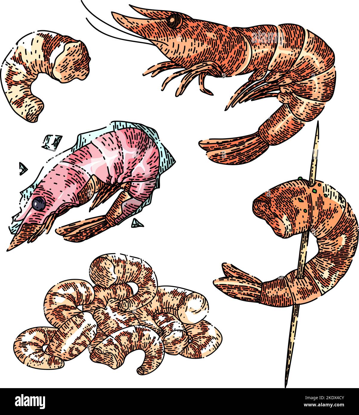 shrimp fish seafood set sketch hand drawn vector Stock Vector Image ...