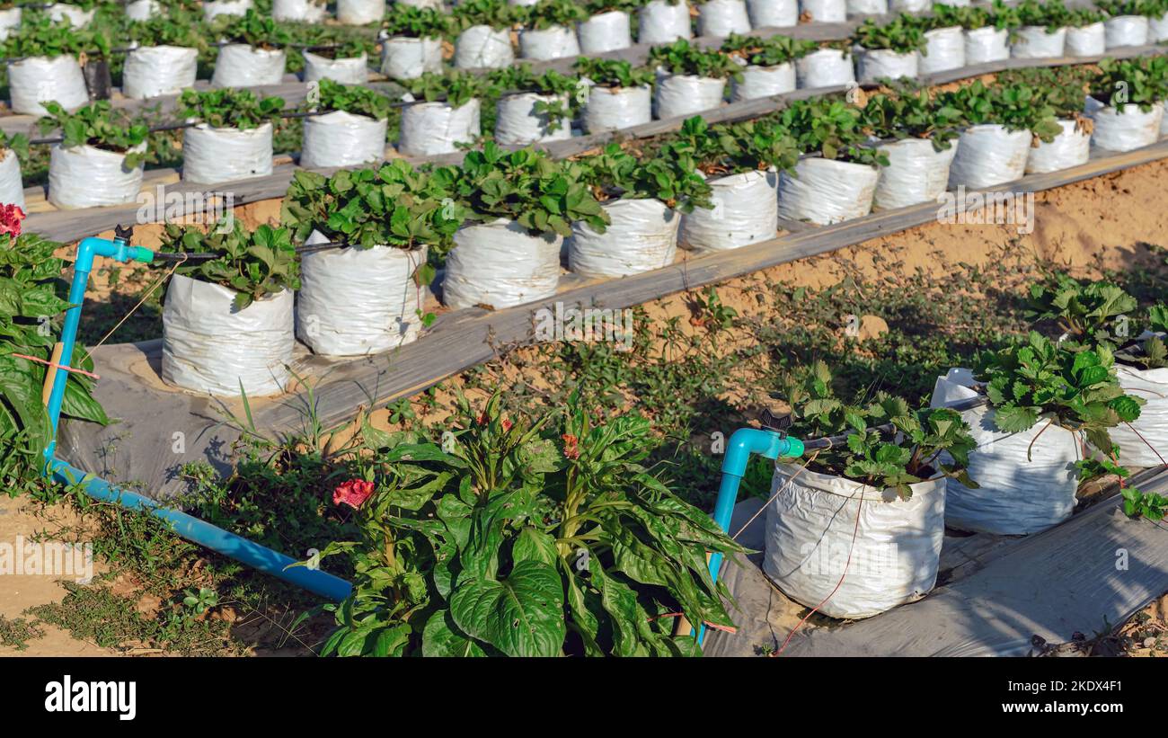 Valves drip irrigation system in organic strawberry farm. Watering ...