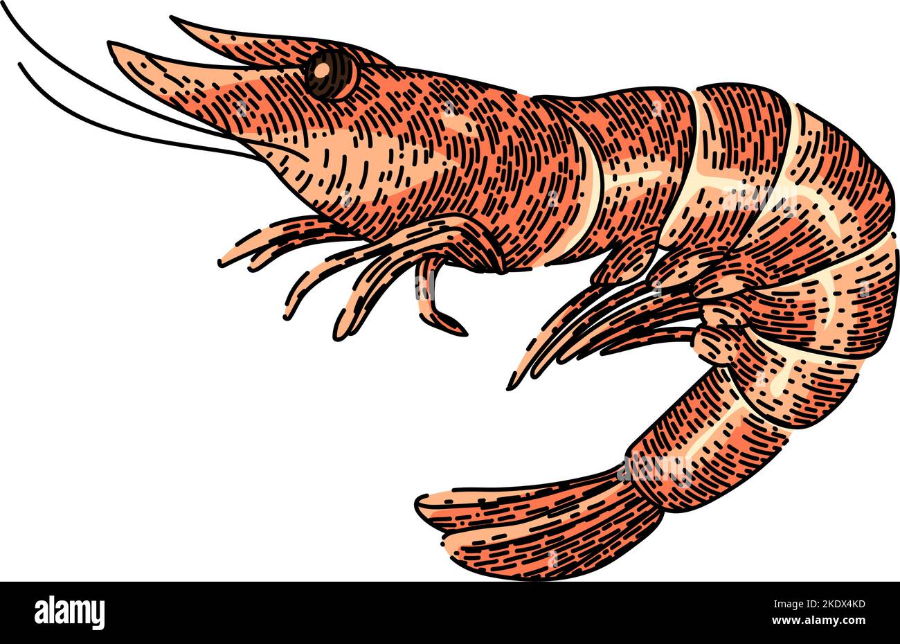 shrimp king tiger sketch hand drawn vector Stock Vector Image & Art - Alamy