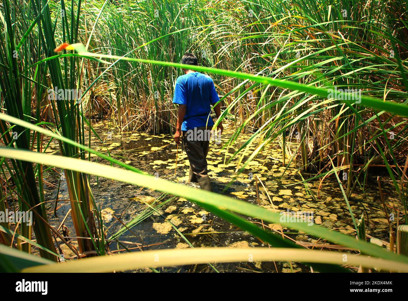 A national park ranger walking through a lowland wetland during a field ...