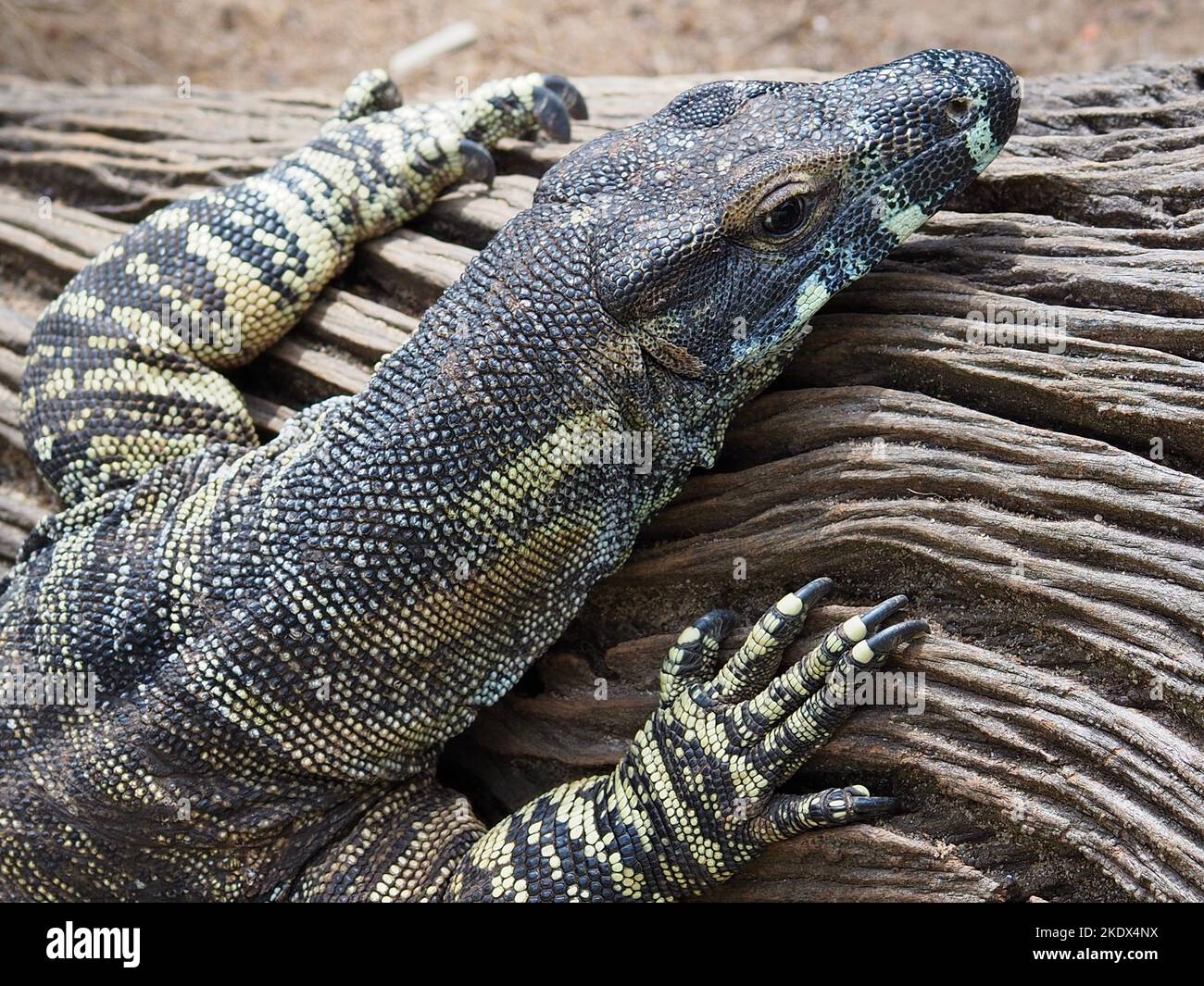 Lays eggs hi-res stock photography and images - Alamy