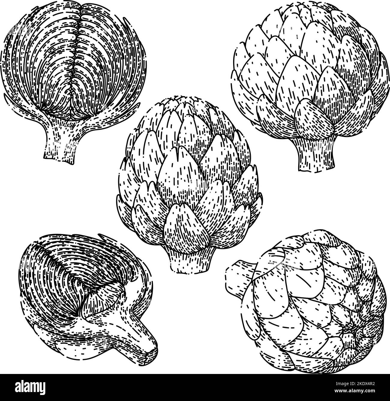 artichoke food set sketch hand drawn vector Stock Vector Image & Art ...