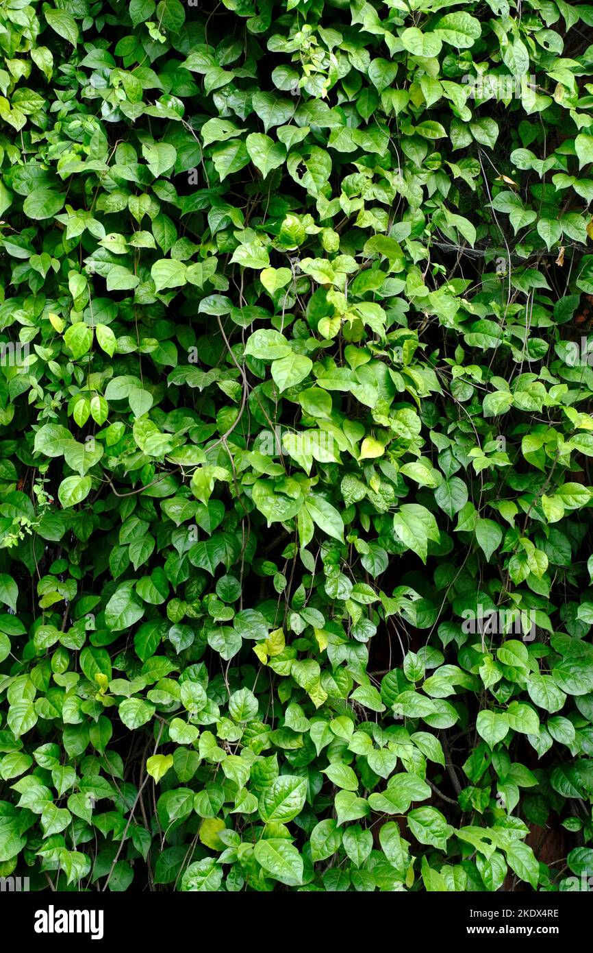 Green leaves texture background, colorful leaves, nature concept ...