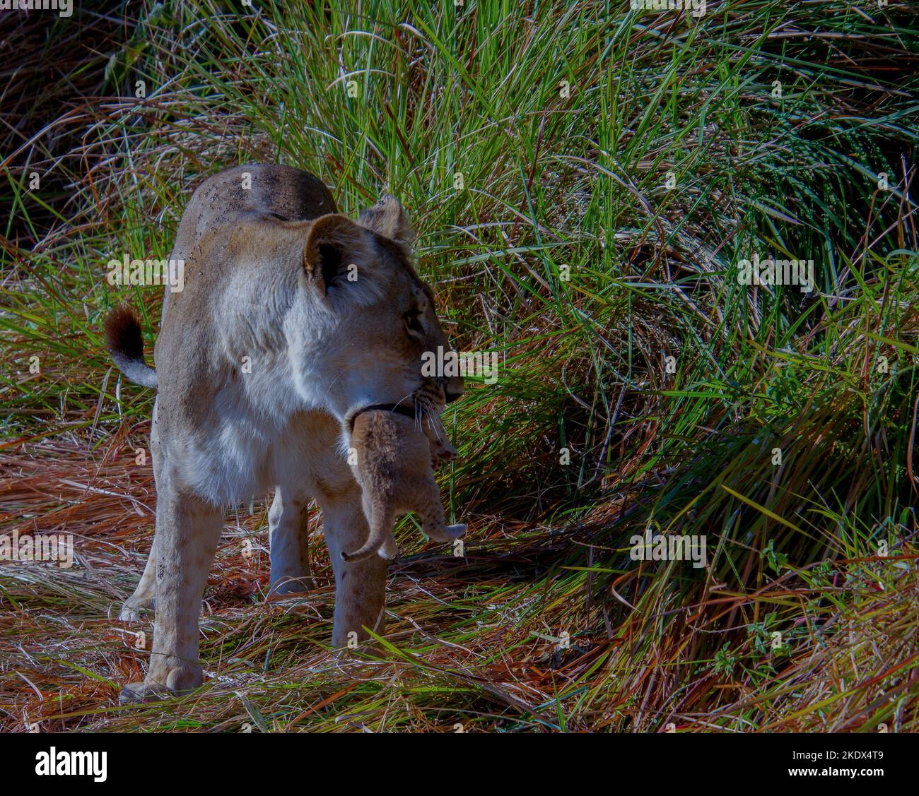Lioness carries cub hi-res stock photography and images - Alamy