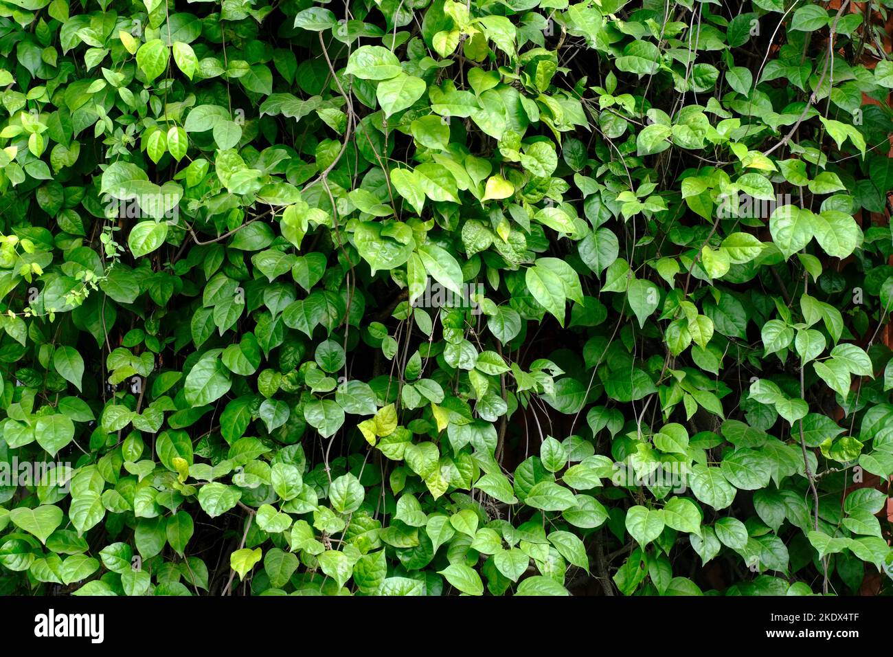 Green leaves texture background, colorful leaves, nature concept ...