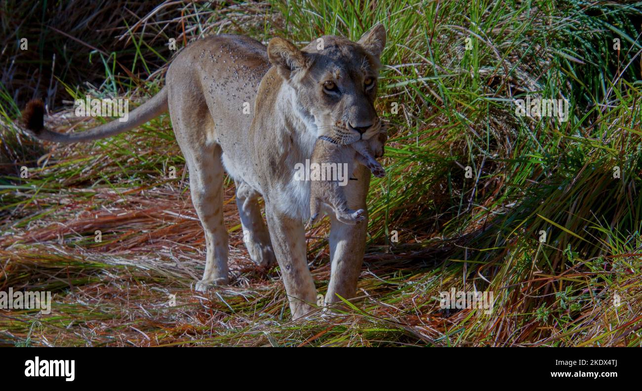 Newborn cub hi-res stock photography and images - Alamy