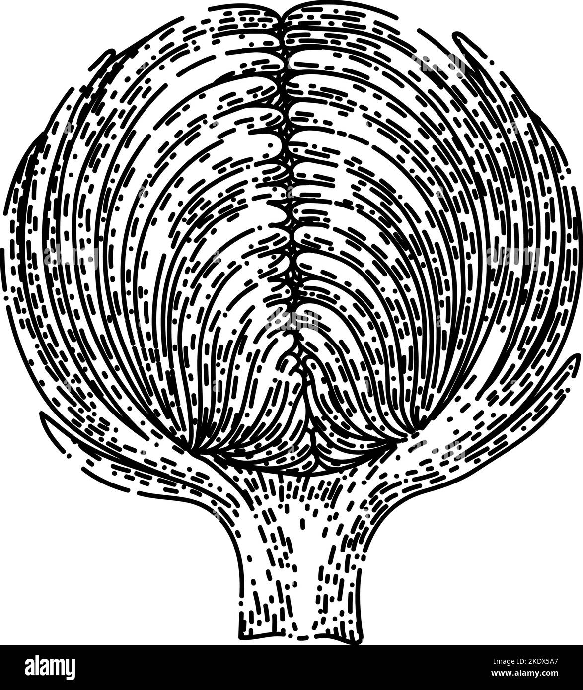 Fresh uncooked edible flower Black and White Stock Photos & Images - Alamy