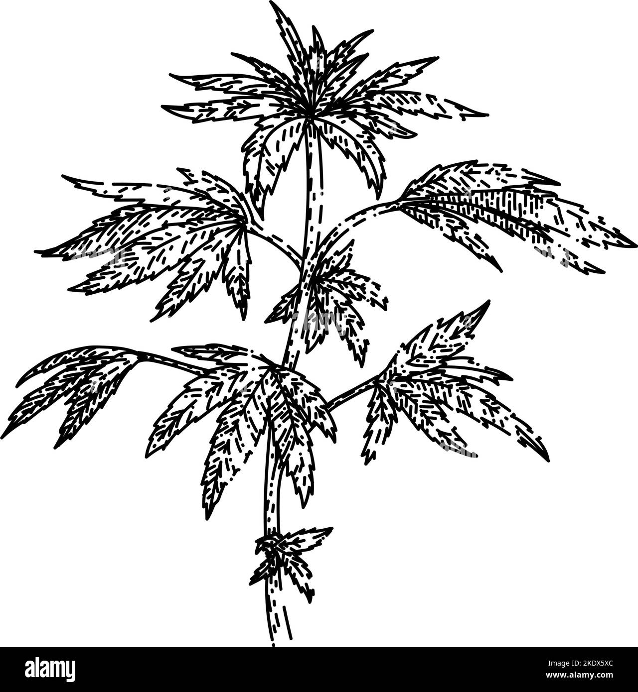cannabis plant sketch hand drawn vector Stock Vector Image & Art - Alamy