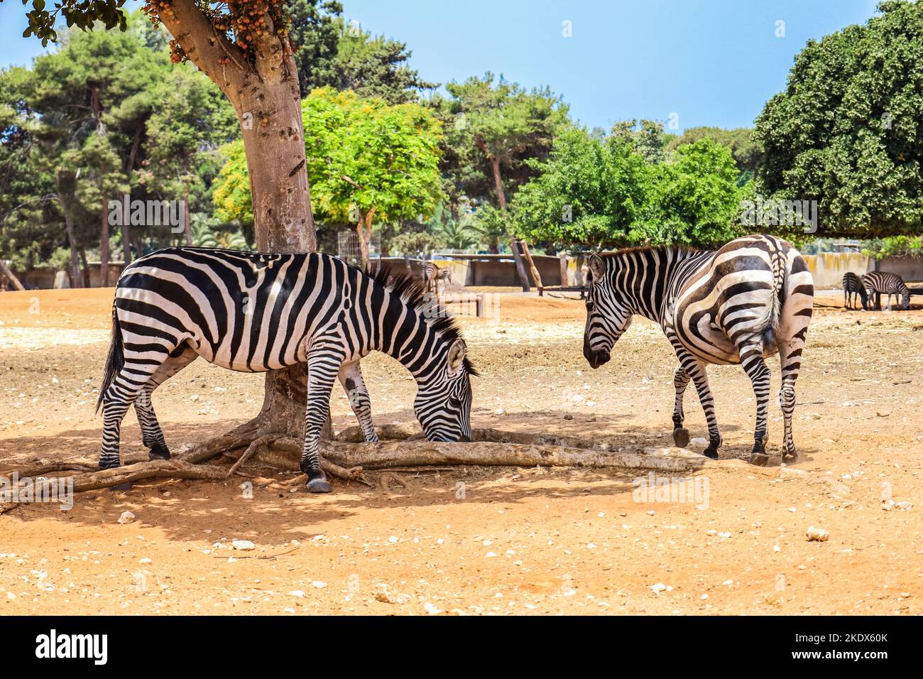 Beautiful zebras in safari park Stock Photo - Alamy