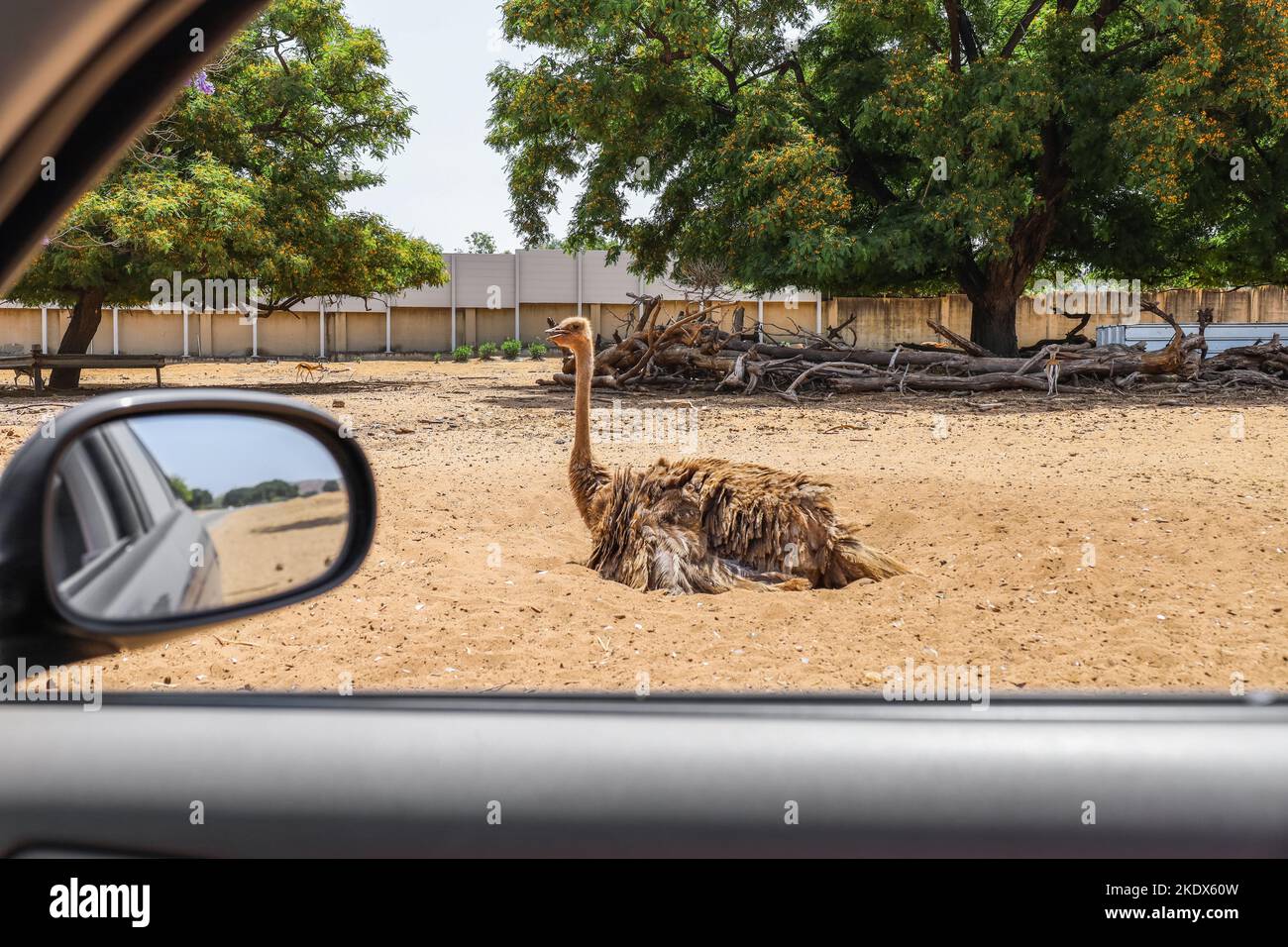 Ostrich lying hi-res stock photography and images - Alamy