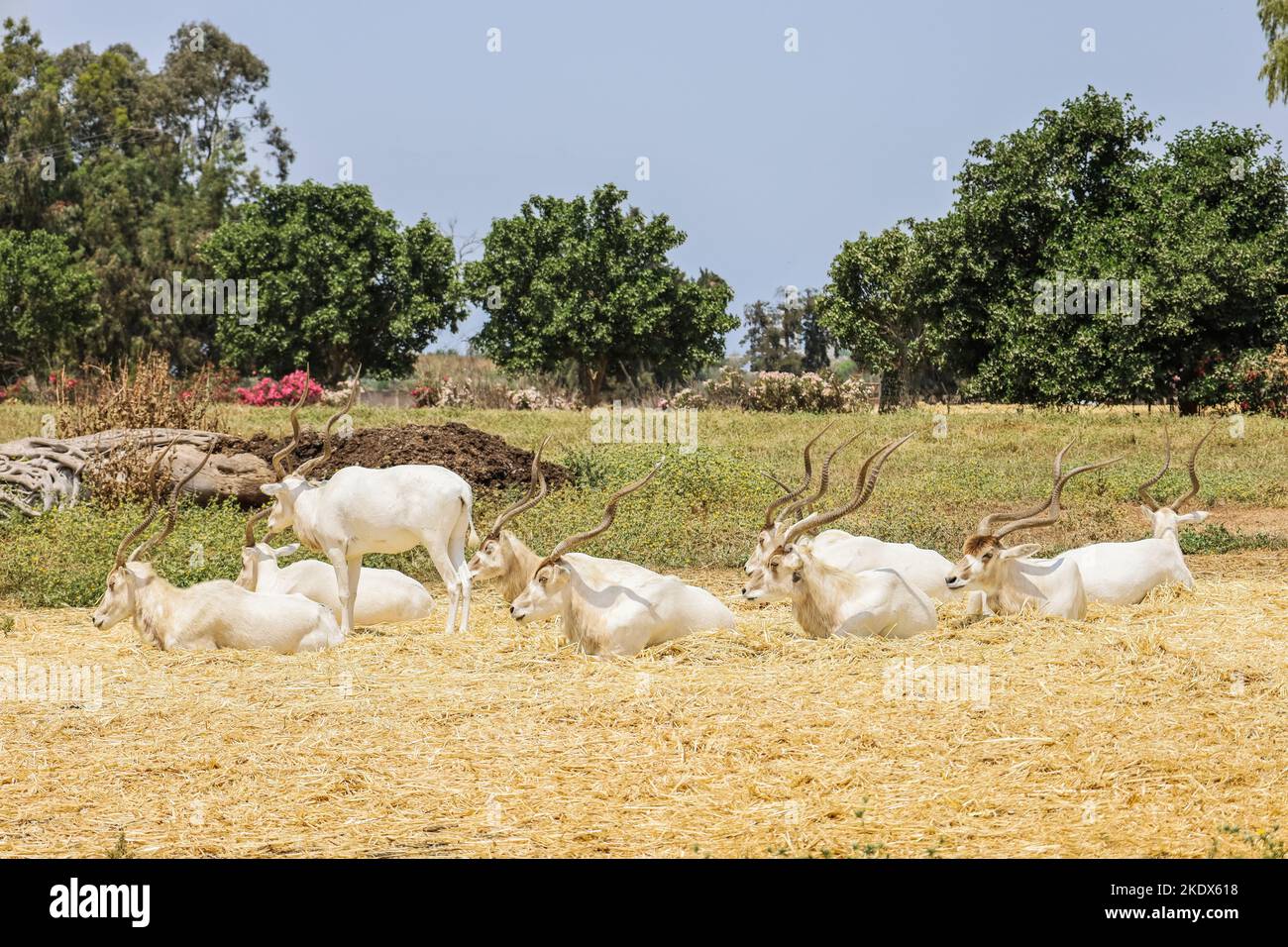 Screwhorn antelopes hi-res stock photography and images - Alamy
