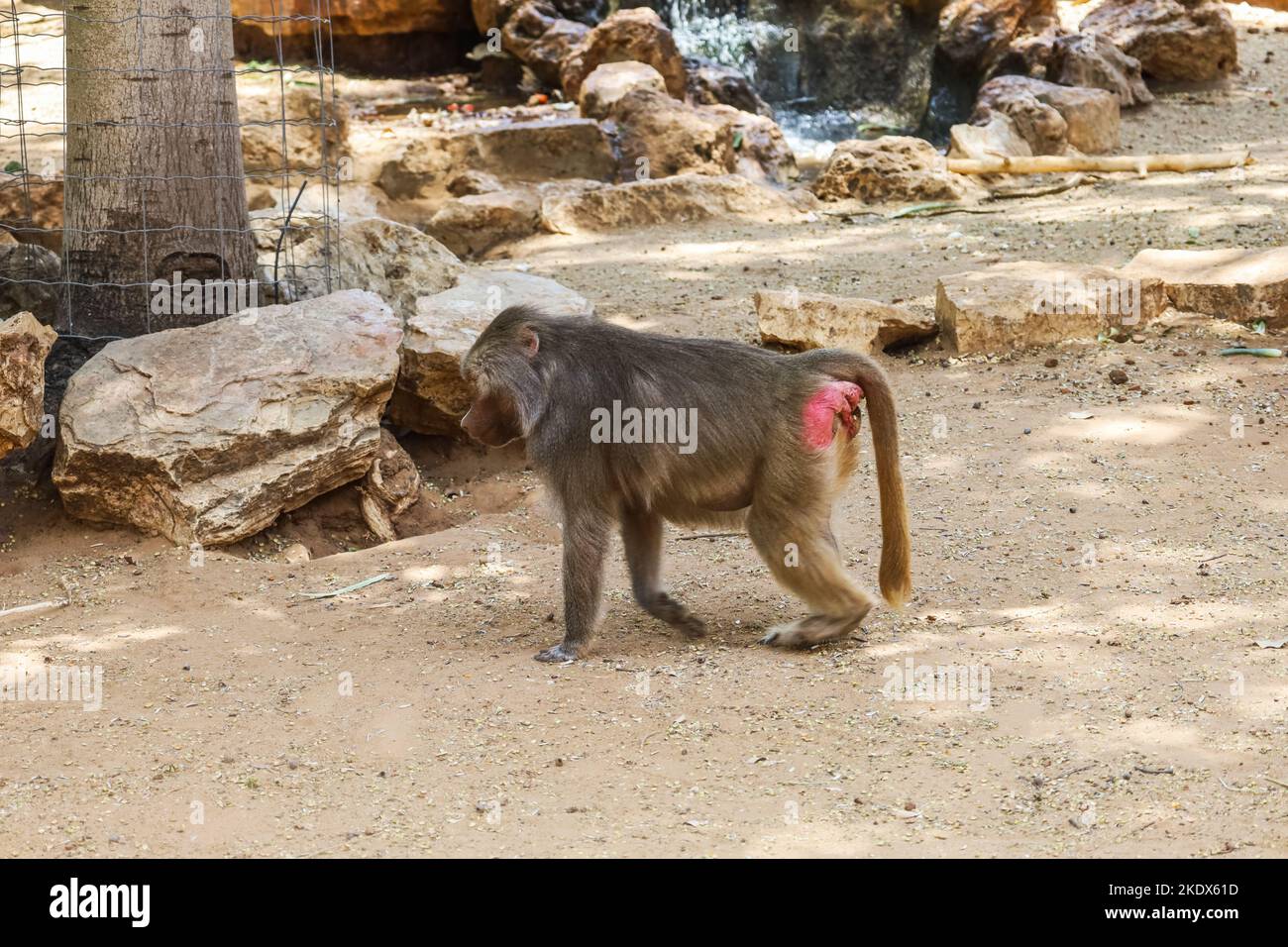 Cute baboon in zoological garden Stock Photo - Alamy