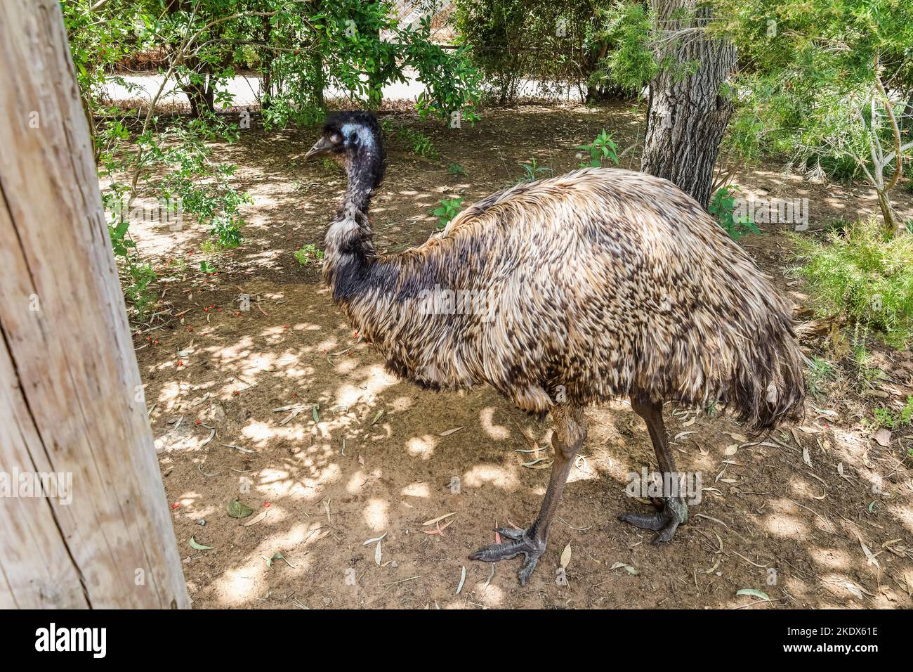 Emu ostrich in zoological garden Stock Photo - Alamy