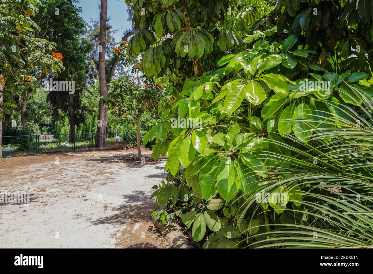 Beautiful tropical plants in zoo Stock Photo - Alamy
