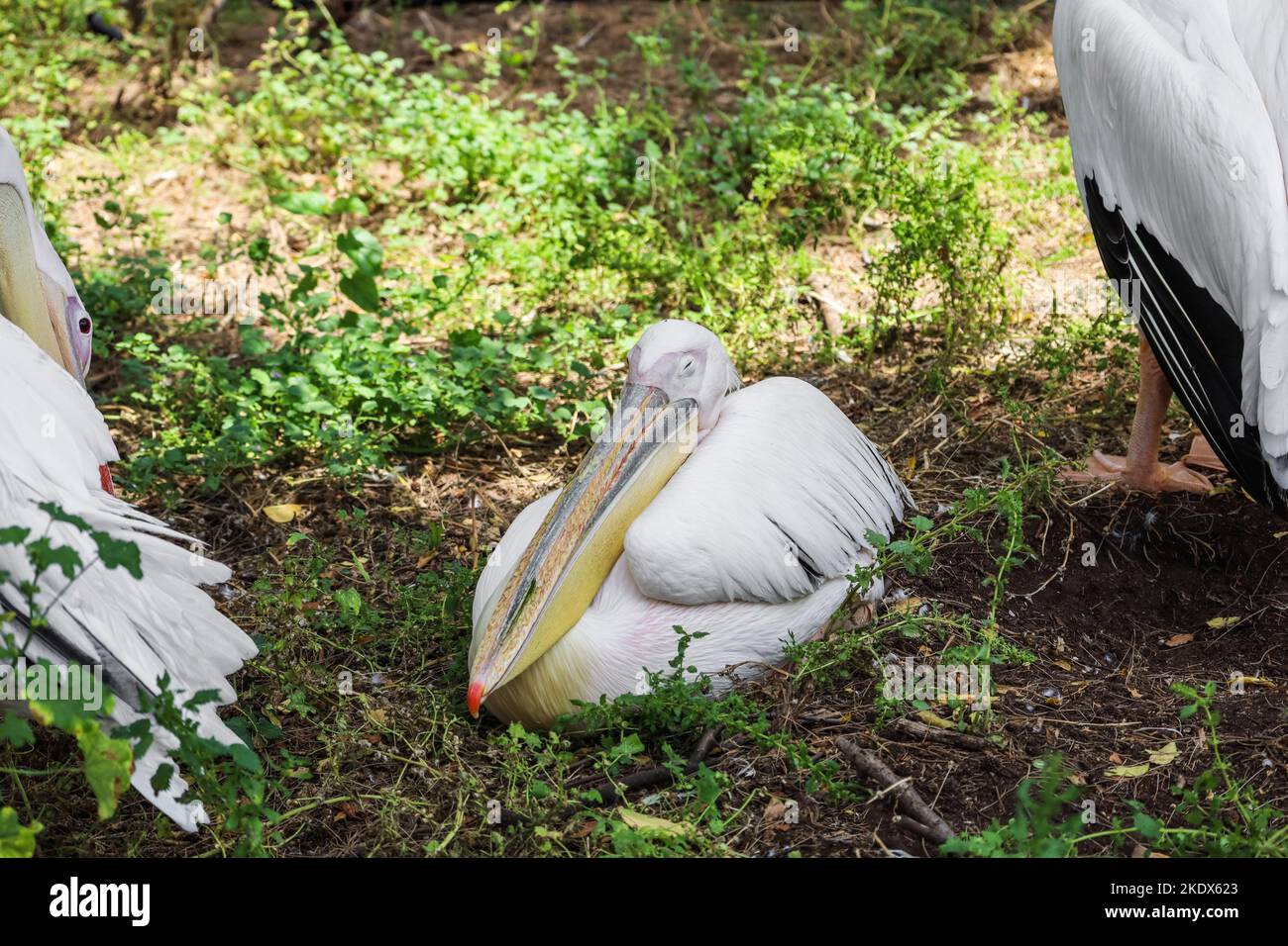 Pelican resting in zoological garden Stock Photo - Alamy