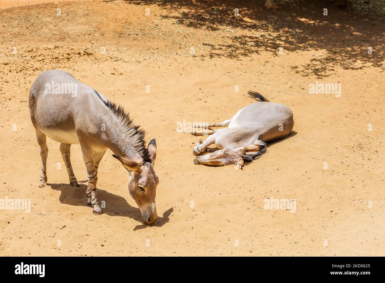 Grey donkeys in zoological garden Stock Photo - Alamy