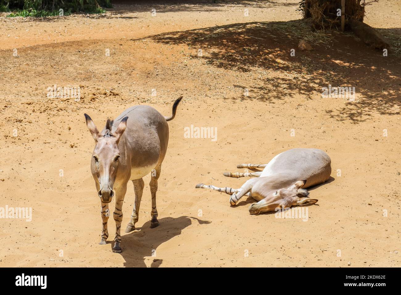 Grey donkeys in zoological garden Stock Photo - Alamy