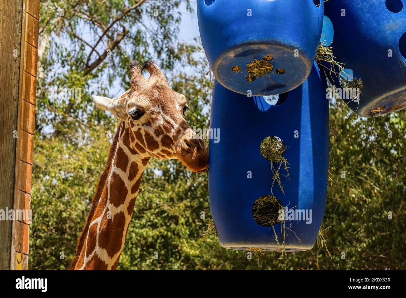 Cute giraffe near feeder in zoological garden Stock Photo - Alamy