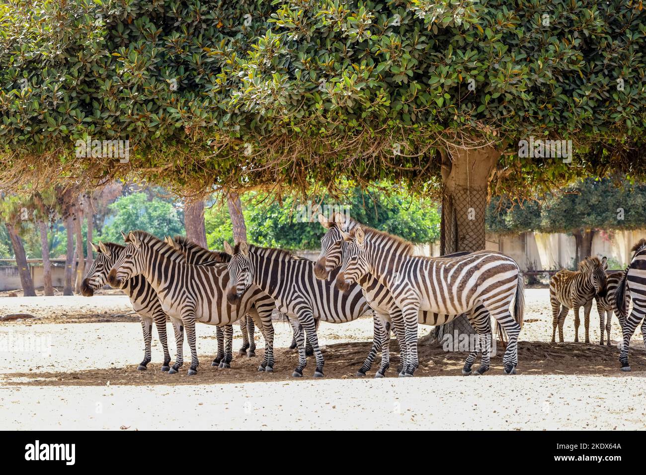 Many zebras under tree in zoological garden Stock Photo - Alamy