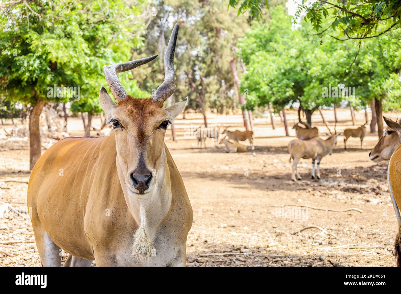 Eland (Tragelaphus oryx) in zoo Stock Photo - Alamy