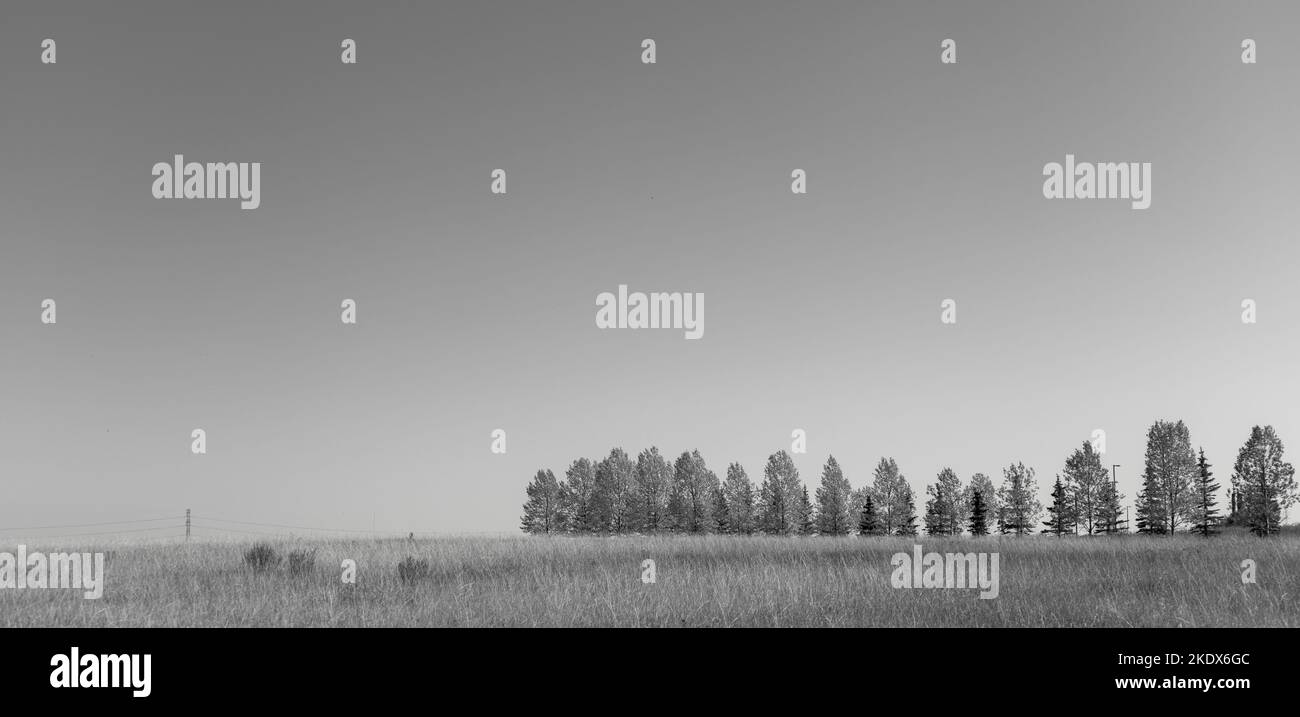 Horizon line trees hi-res stock photography and images - Alamy