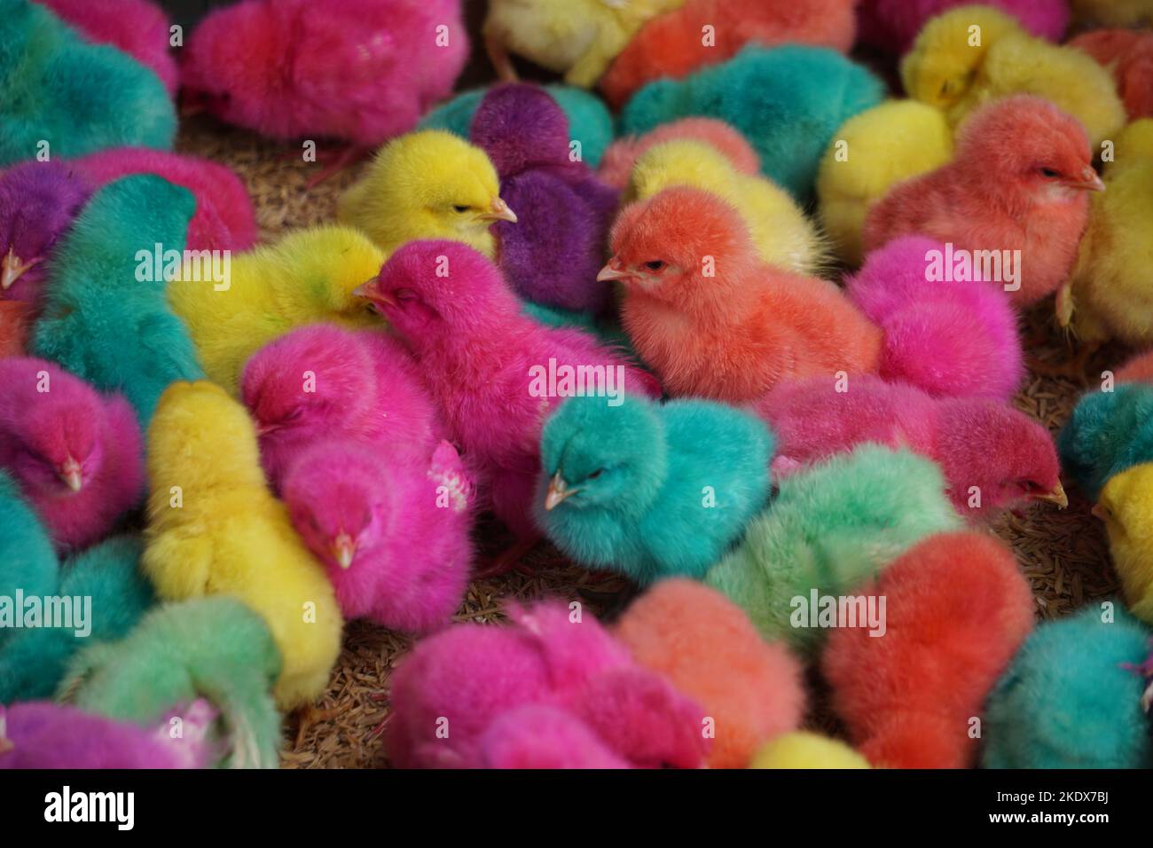 Kids coloring page chicken hi-res stock photography and images - Alamy