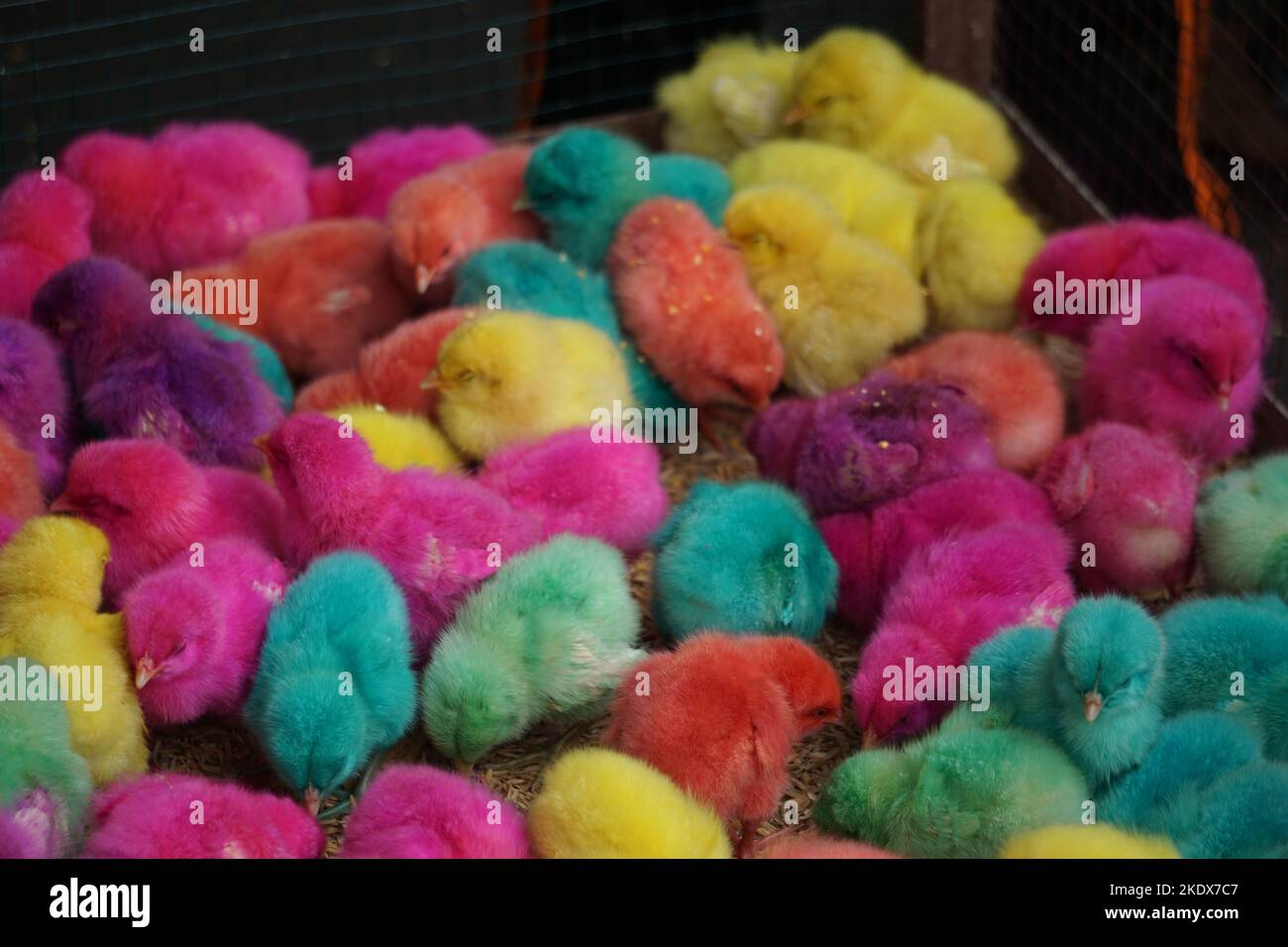 Crowded colorful chicken in the cage Stock Photo - Alamy