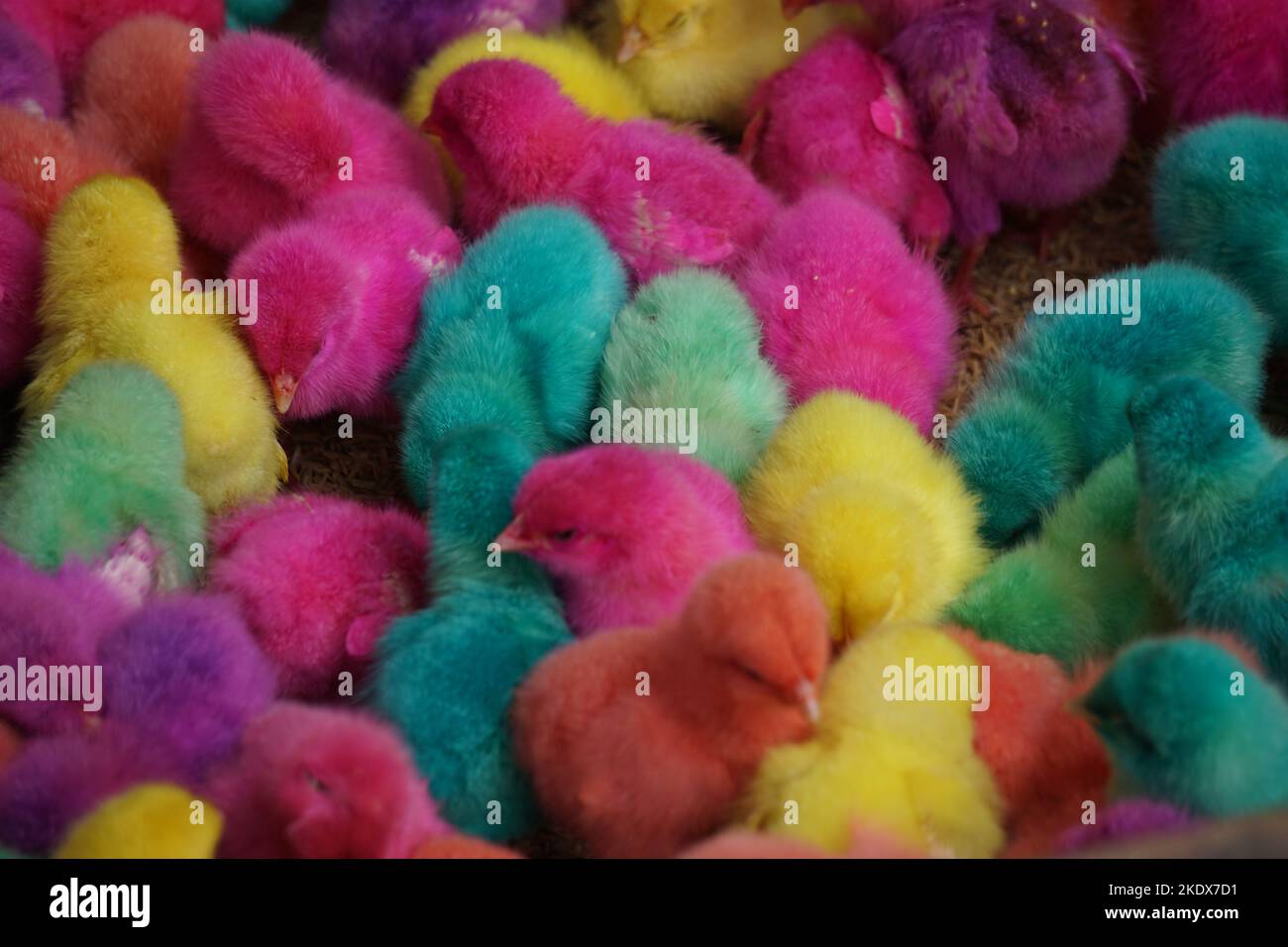 Crowded colorful chicken in the cage Stock Photo - Alamy