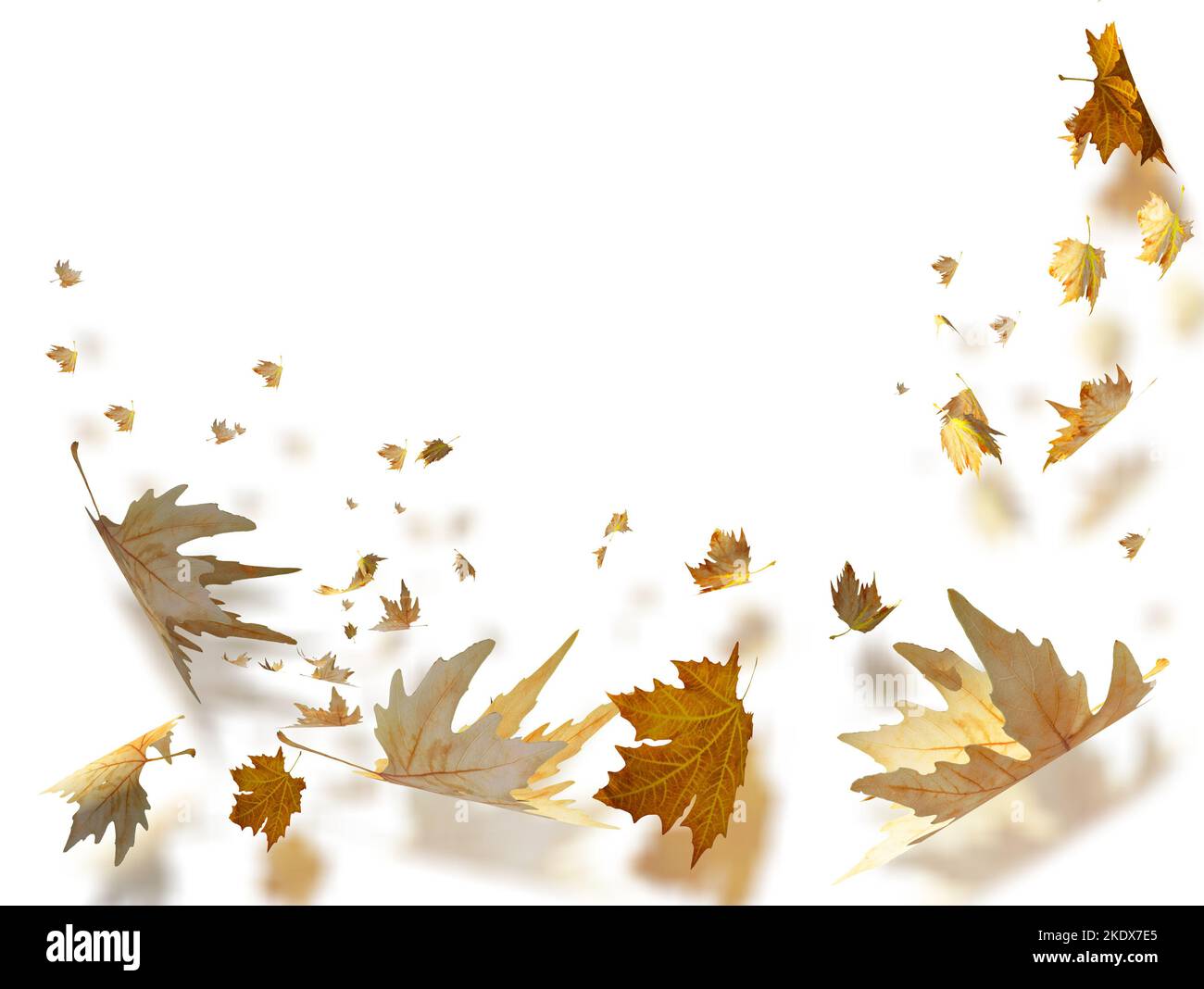 Dry Leaves Falling