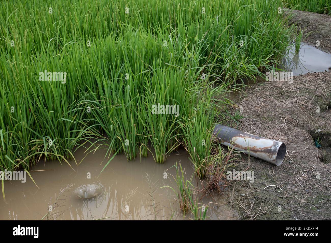rice plant growing on the wet paddy bed field Stock Photo - Alamy