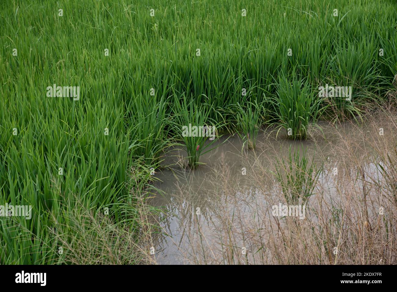 rice plant growing on the wet paddy bed field Stock Photo - Alamy