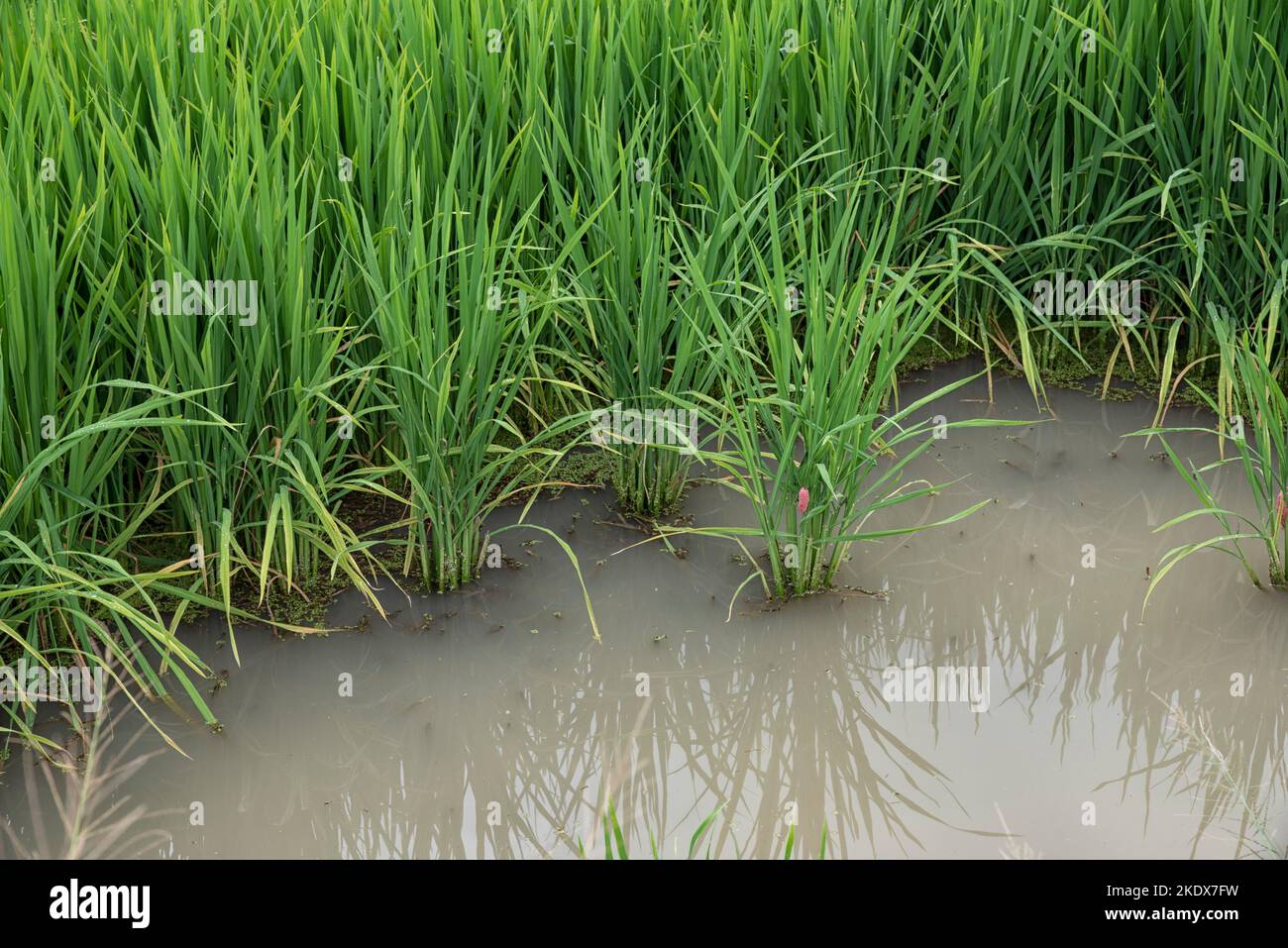 rice plant growing on the wet paddy bed field Stock Photo - Alamy