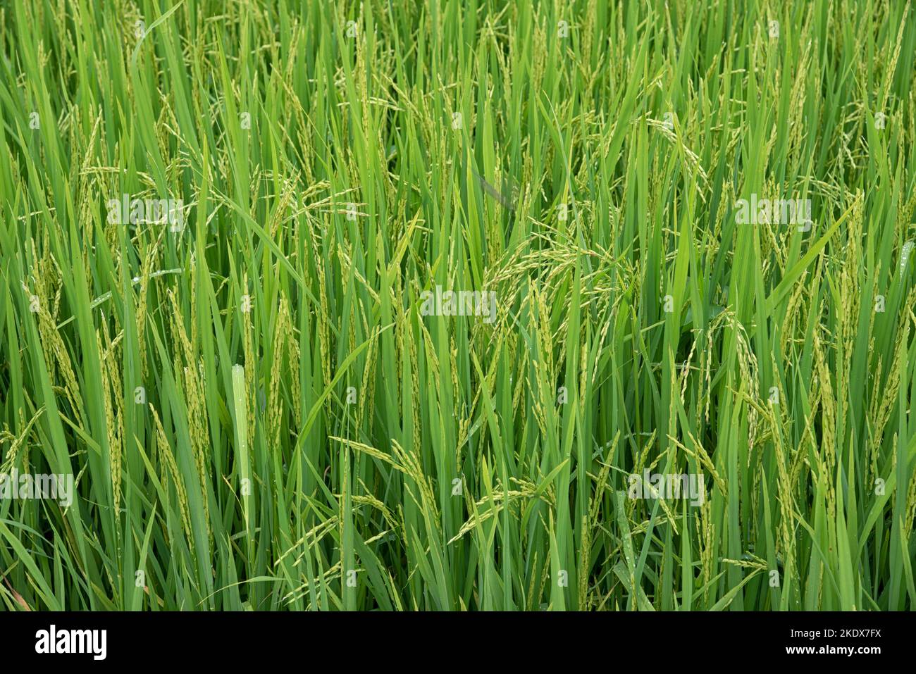 rice plant growing on the wet paddy bed field Stock Photo - Alamy