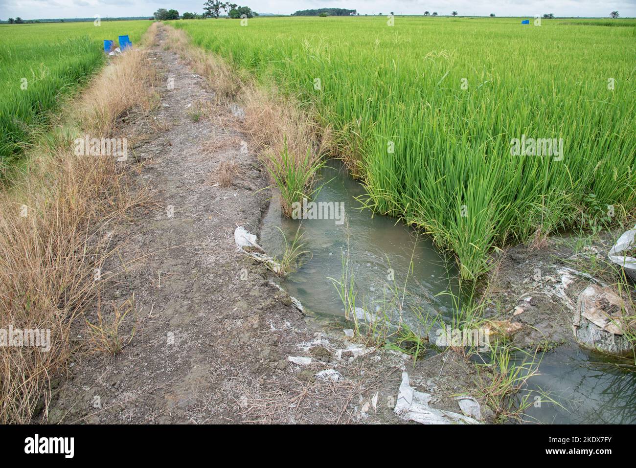 rice plant growing on the wet paddy bed field Stock Photo - Alamy