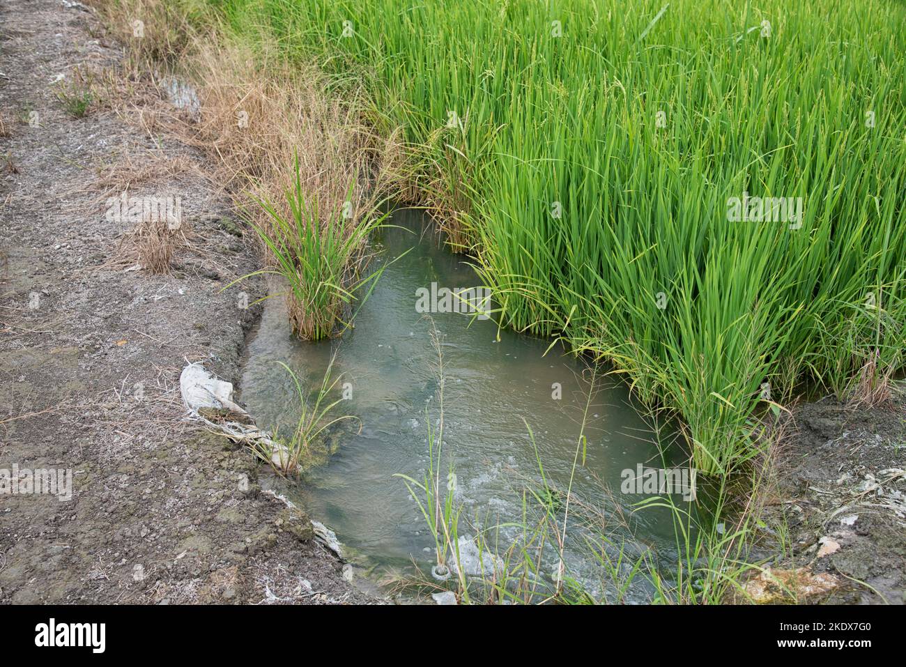 rice plant growing on the wet paddy bed field Stock Photo - Alamy